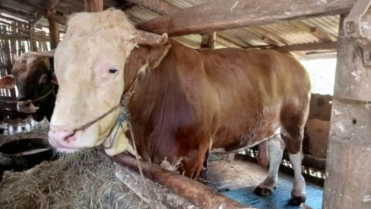 Modal Rp 50 Ribu, Sapi “Bagong” dari Nglipar Dibeli Presiden Rp 100 ...