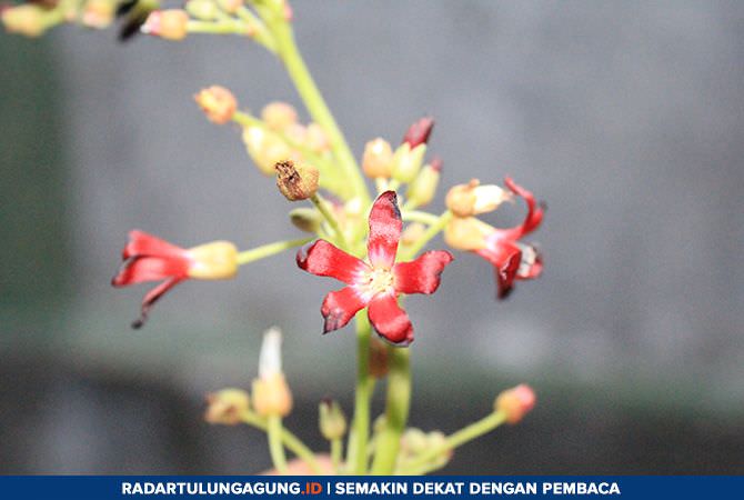 Berikut Deretan Manfaat Bunga Belimbing Wuluh Bagi Kesehatan
