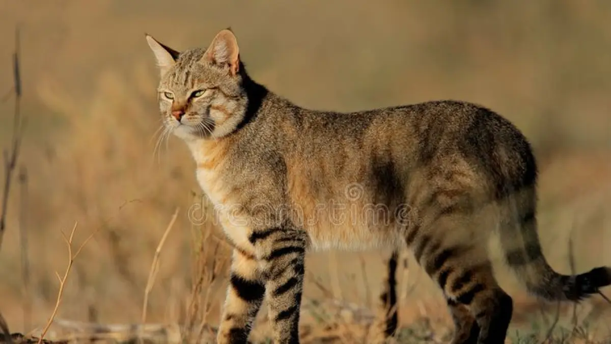 Asal Usul Kucing Rumahan Terungkap, Berawal dari Pemburu Liar Afrika