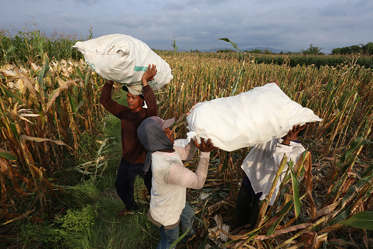 Harga Beras Terus Naik, Sorgum Bisa Jadi Makanan Pengganti