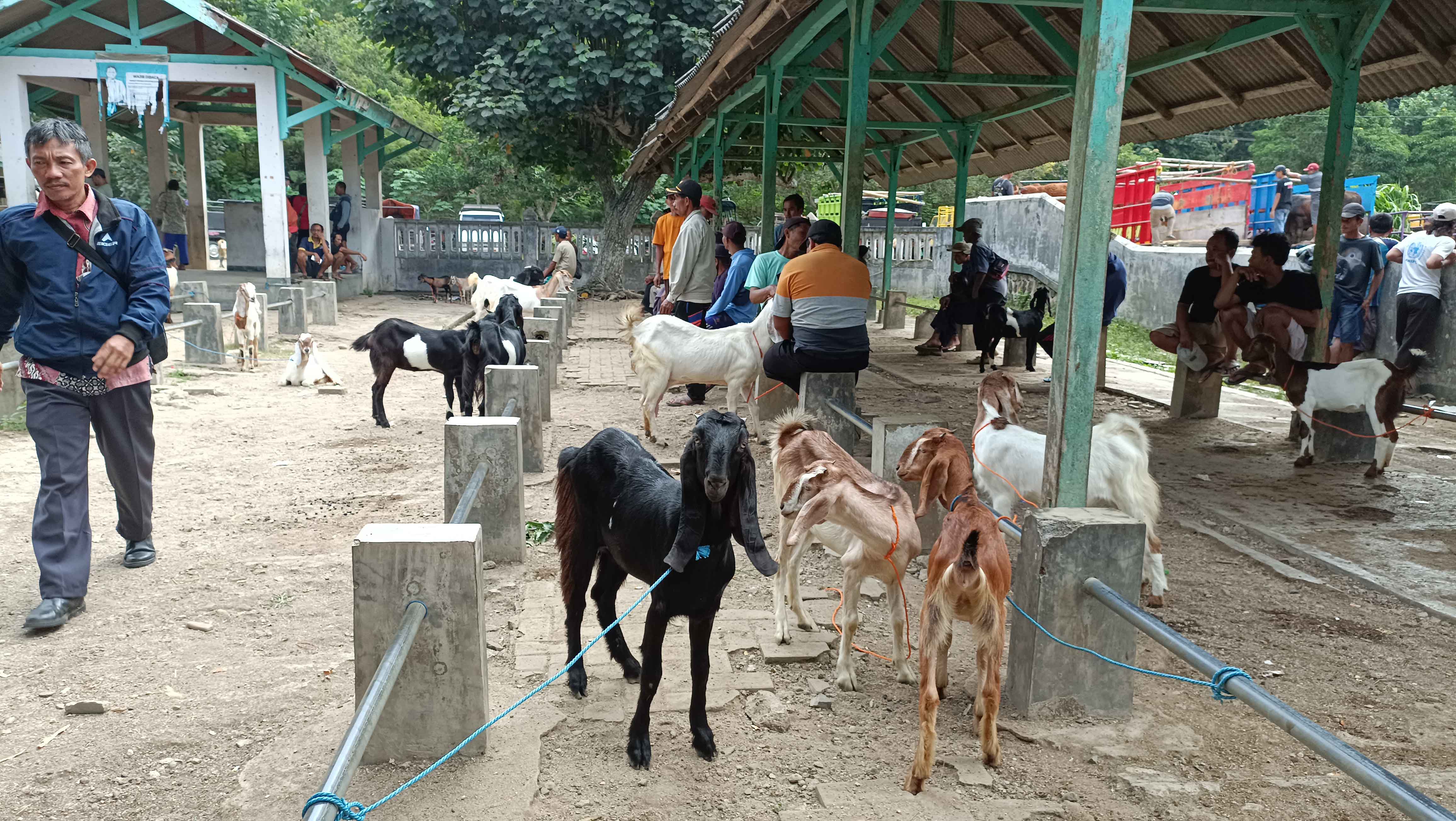 Jelang Idul Adha Harga Kambing di Pasar Hewan Pacitan Merangkak Naik