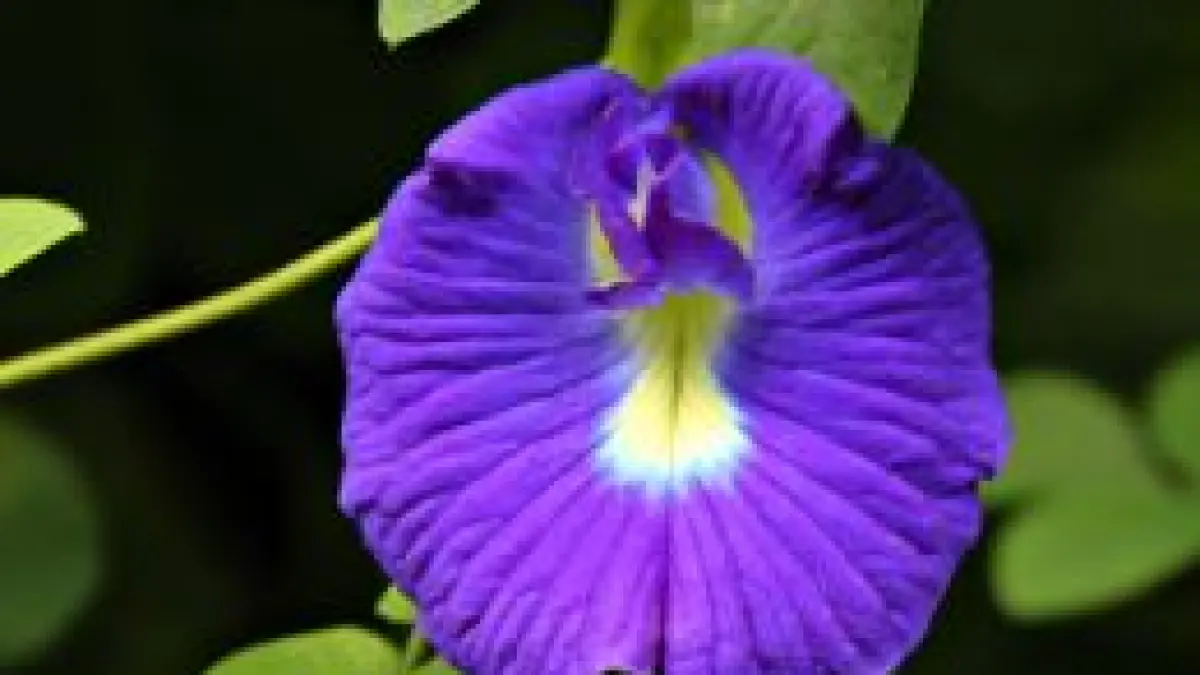 Bunga Telang untuk Mata: Manfaat, Fakta Ilmiah, dan Cara Aman ...
