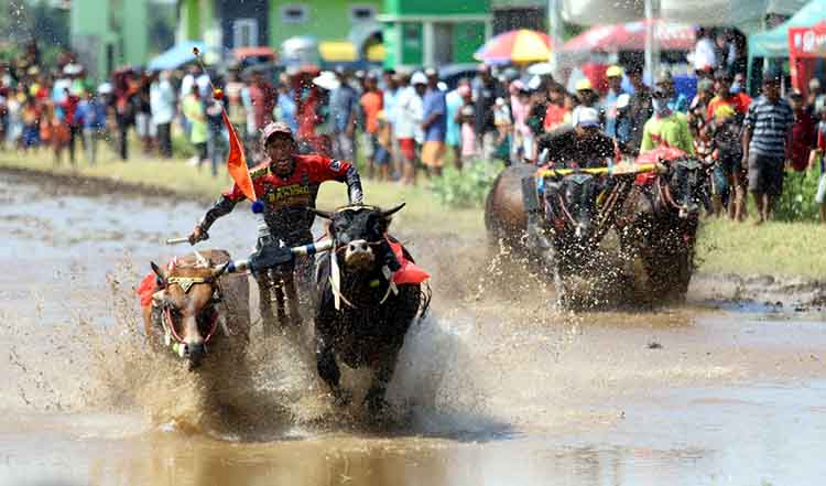 Lestarikan Budaya, Bidik Karapan Sapi Brujul Jadi Objek Wisata Unggulan ...