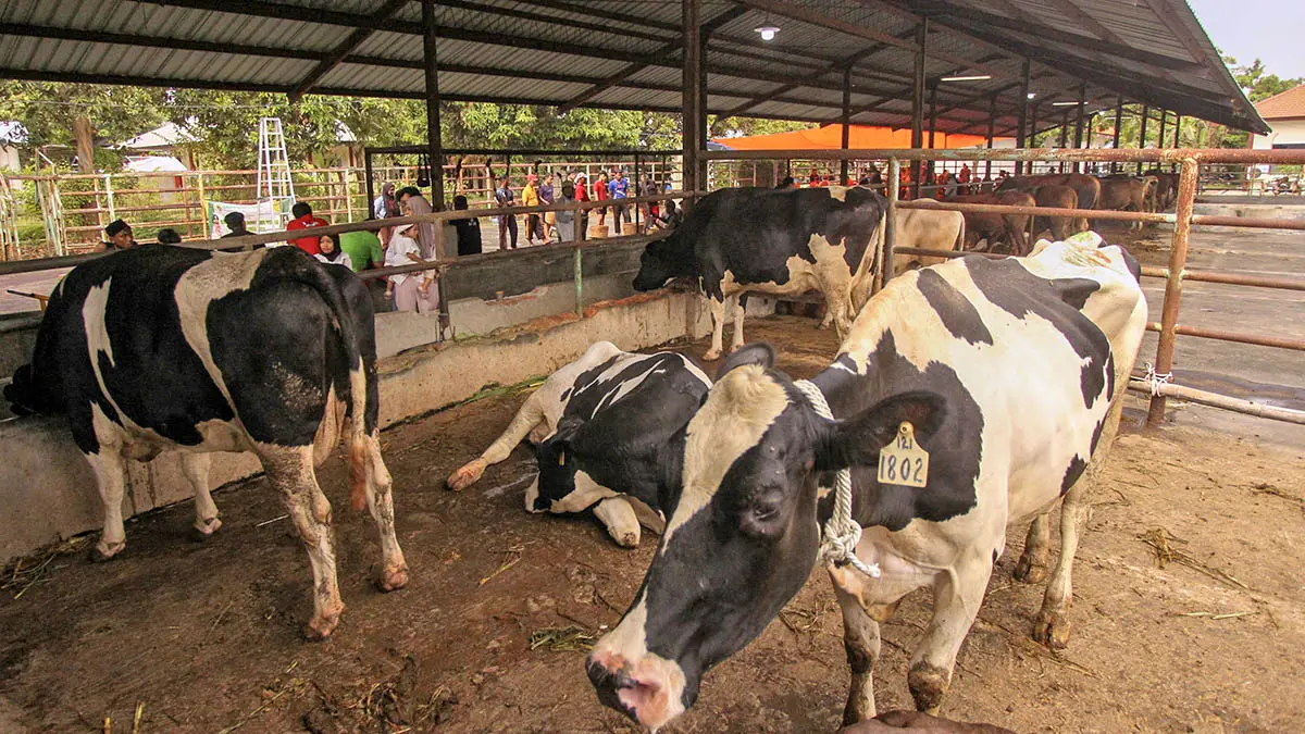 Sepanjang Lima Bulan, RPH Blandongan Kota Pasuruan Potong 1627 Ekor ...