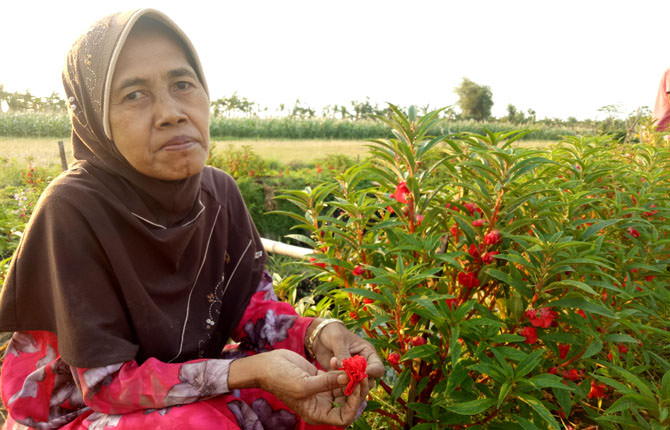 Budidayakan Tanaman Pacar Air di Sawah, Banyak Diburu untuk Nyekar
