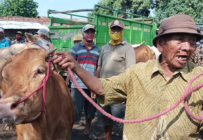 Penjualan Sapi Normal walau Ada Penyakit LSD, Harga Juga Tak Terpengaruh