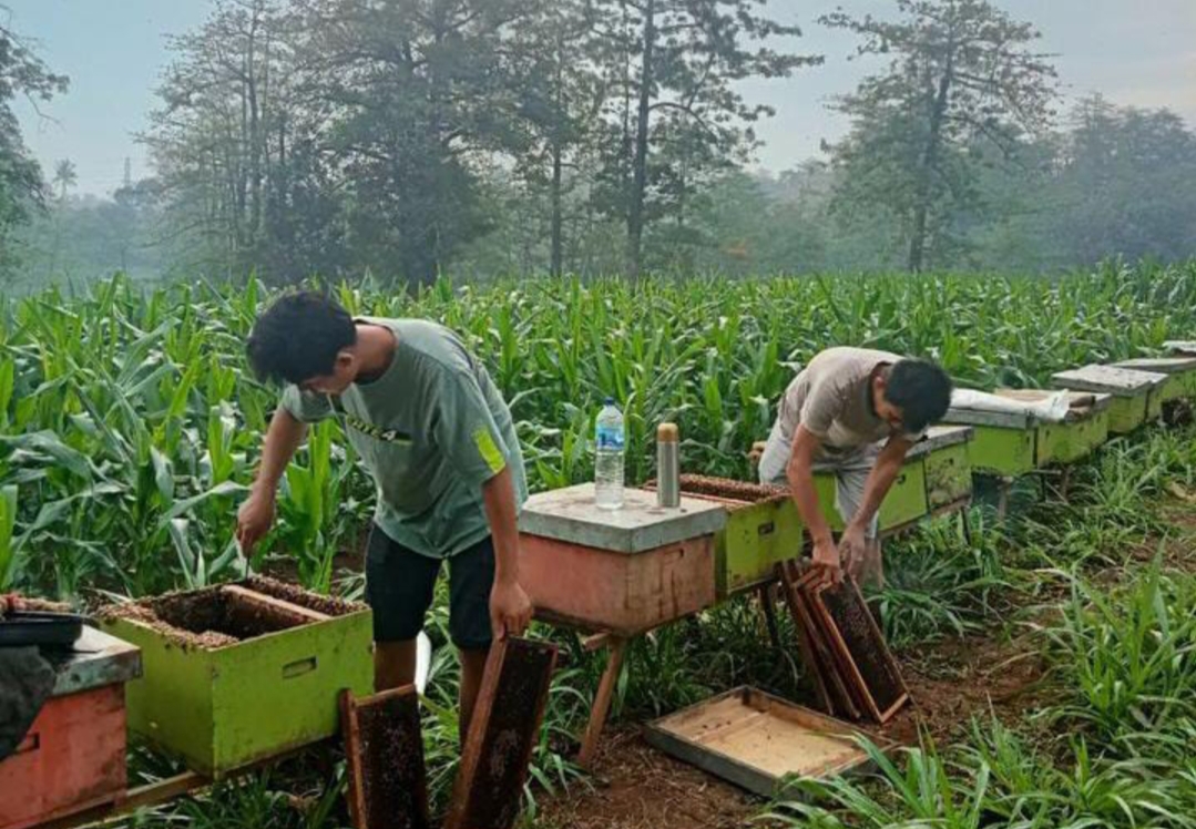 Mengenal Madu Asli dari Cluwak Pati yang Penuhi Pasar Jakarta dan ...