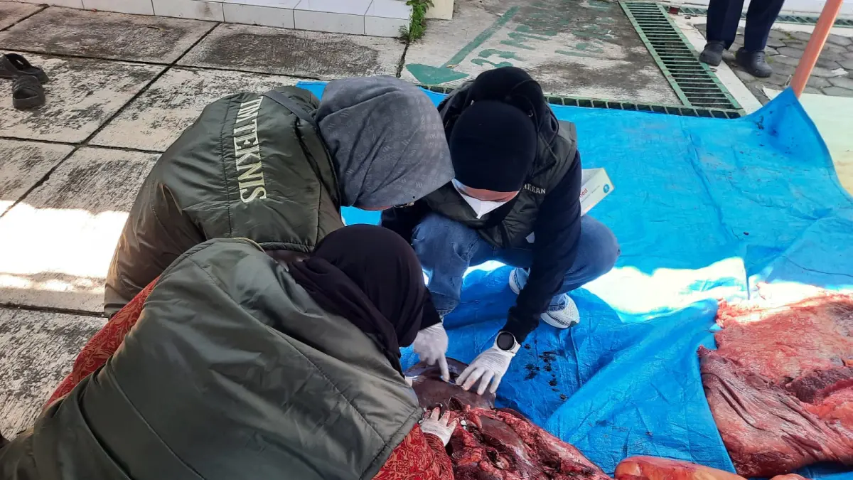 Pemeriksaan Post Mortem Kurban di Grobogan, Temukan Cacing Hati pada ...