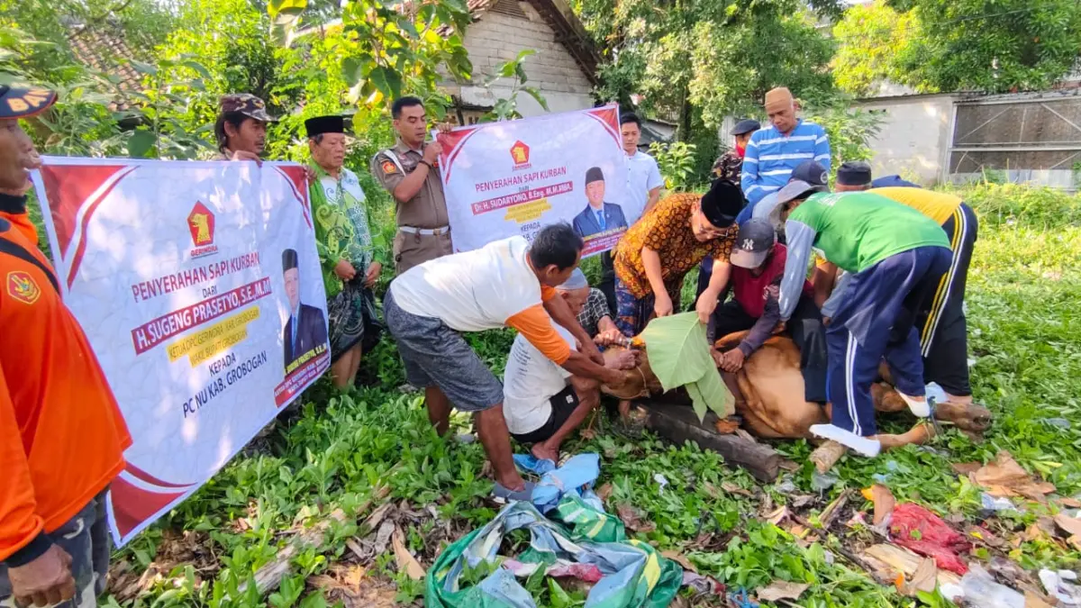 PC NU Grobogan Terima Dua Sapi Kurban Wabup Sugeng Potong Langsung ...